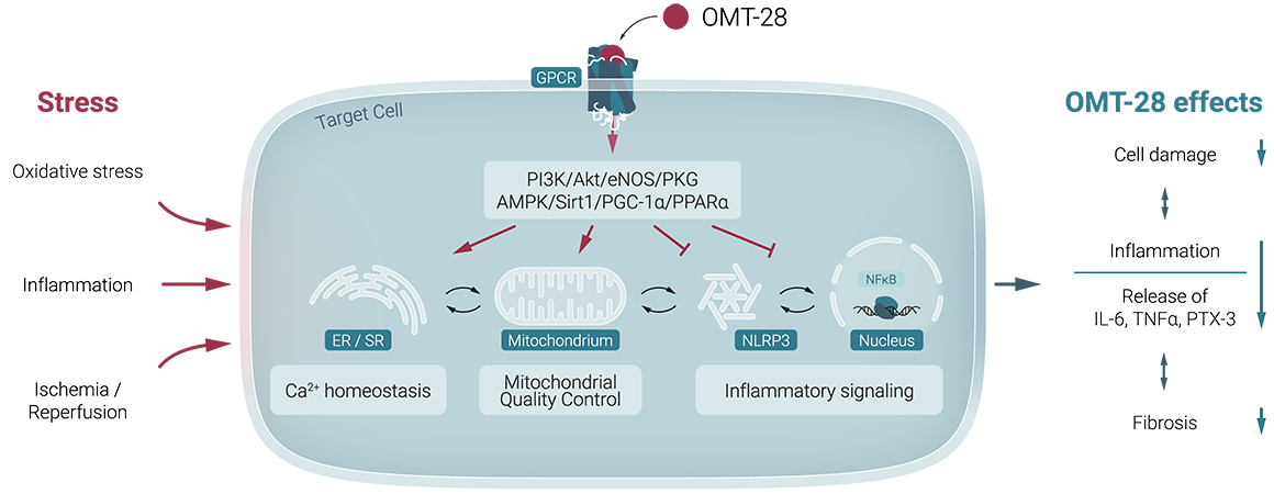 OUR SCIENCE – OMEICOS